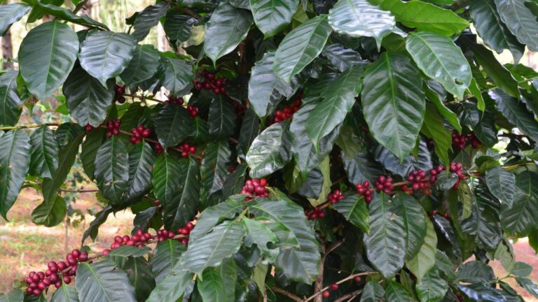 Cà Phê Mít Là Gì? Hương Vị Cà Phê Mít Có Gì đặc Biệt?